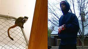 Two Monkeys Taken From Dallas Zoo Found Alive - Law Enforcement Digest